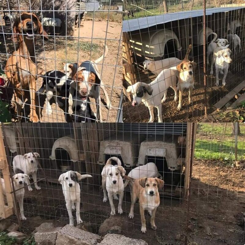 ΤΙ ΣΥΜΒΑΙΝΕΙ ΜΕ ΤΑ ΑΔΕΣΠΟΤΑ ΣΤΗ ΝΑΥΠΑΚΤΟ; | The Locals